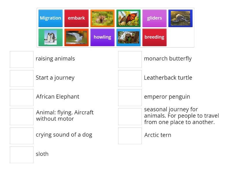 Animals migration - Сопоставить
