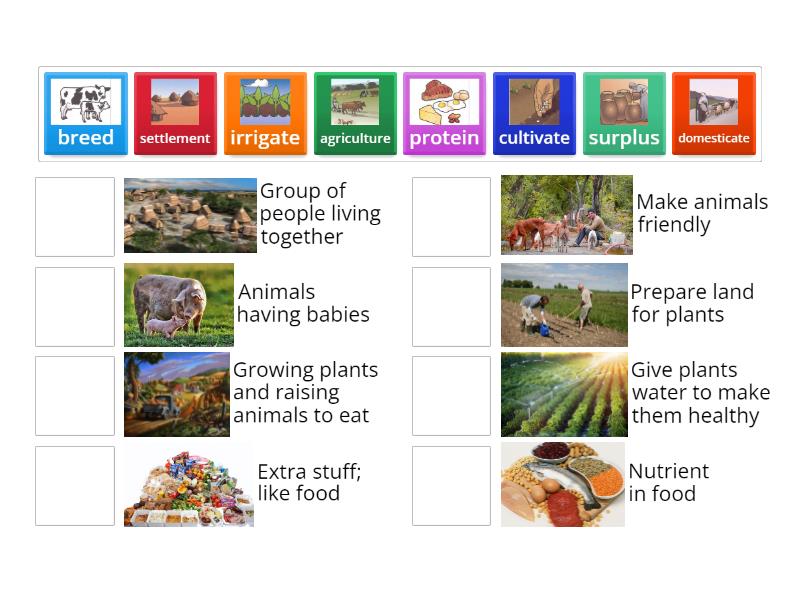 Agriculture Vocabulary - Match up