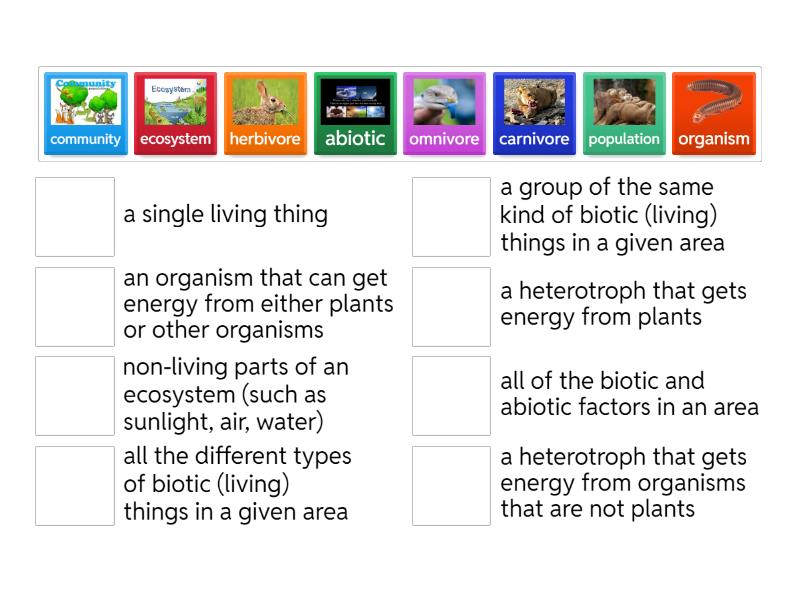 Ecosystem Vocabulary - Match up