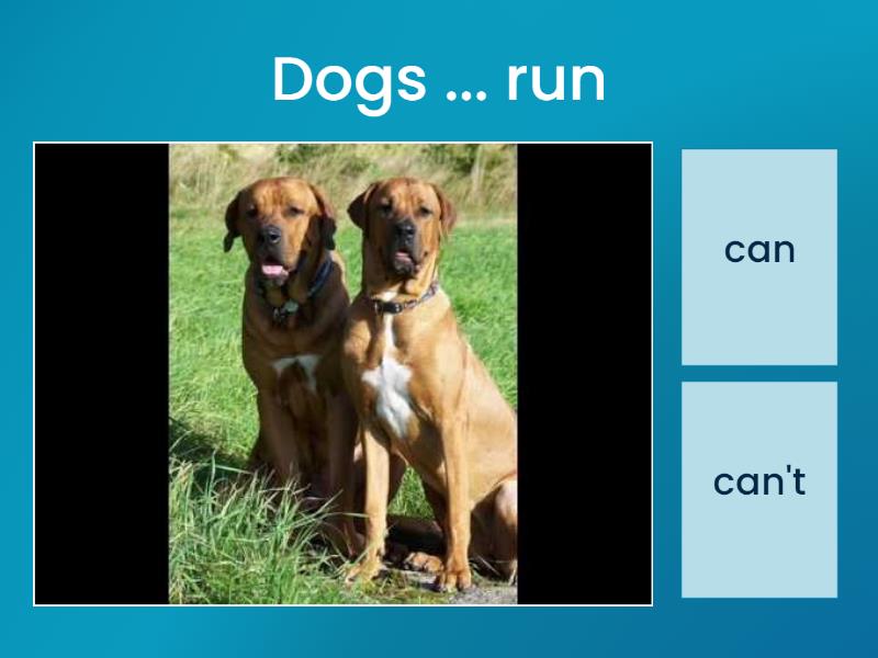 SM1 Unit 8 Can/Can't - Quiz