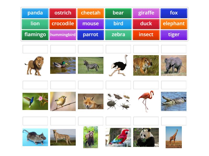 wild animals - vocabulary - Match up