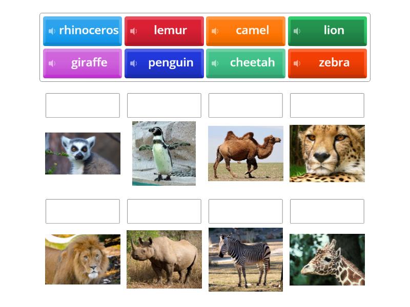 Today 3, unit 7c. Animals - Match up