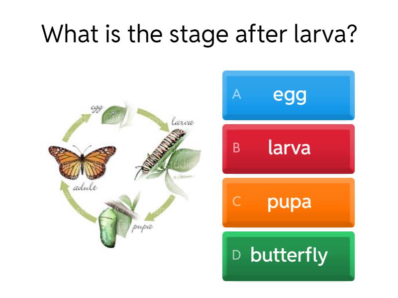 Metamorphosis - Quiz