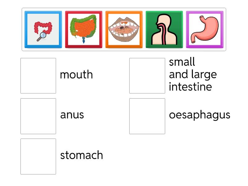 Digestive system organs - Match up