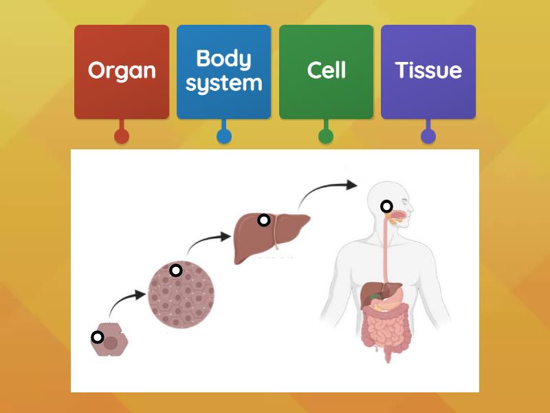 S3 BGE 3.1 Organisation of body systems - Labelled diagram