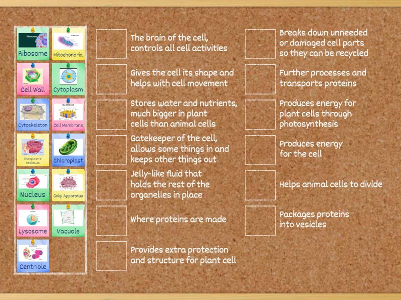 Cell Organelle Matching Activity - Match up