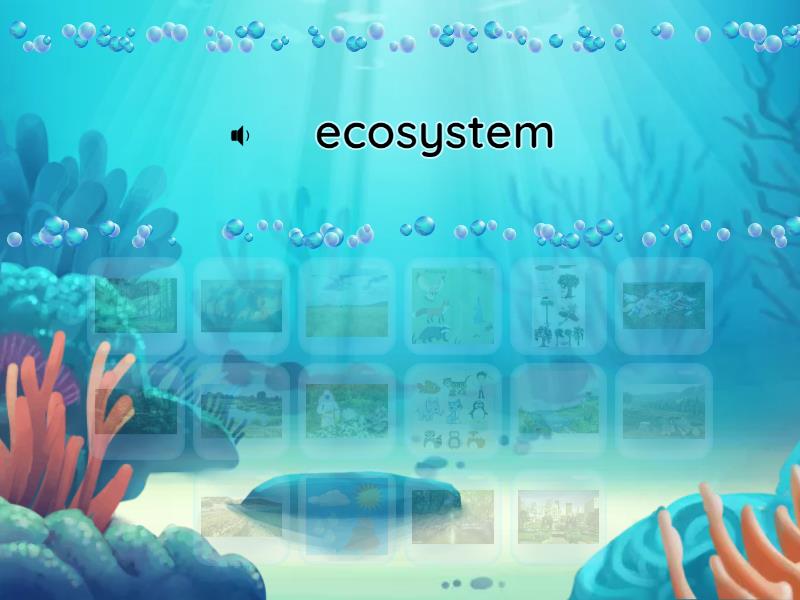 Ecosystem vocabulary - Find the match