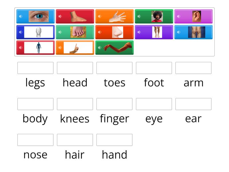 Body Parts - - Match up