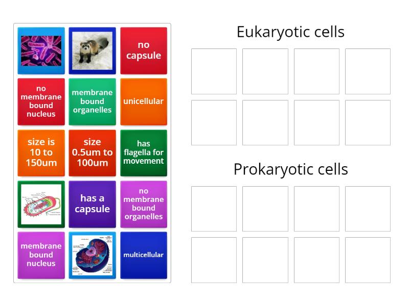 Matching Eukaryotic and Prokaryotic cells - Group sort
