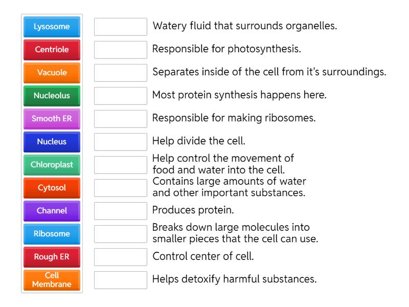 Organelle Quiz - Match up