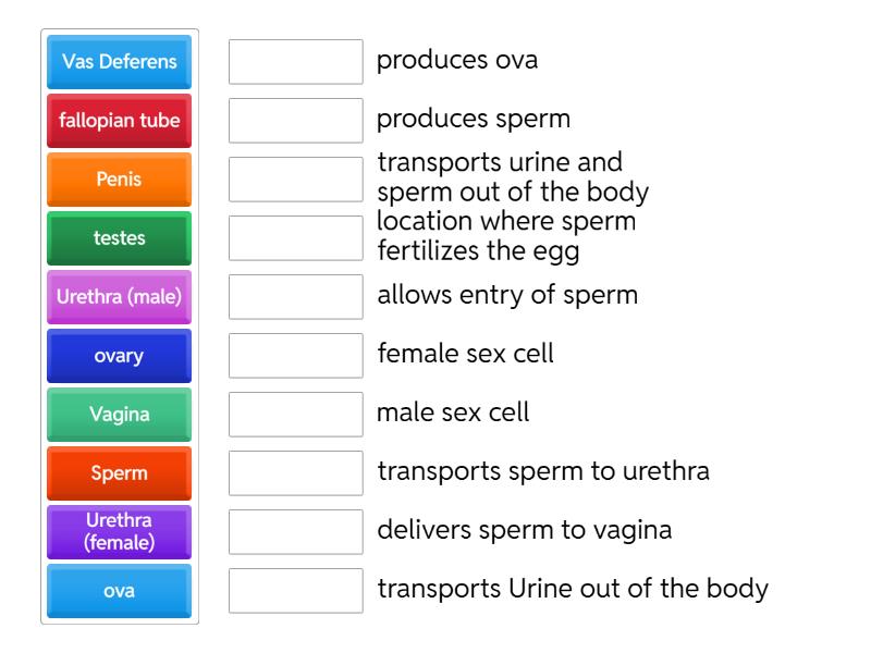 Human reproductive system - Match up