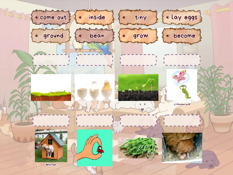 Match GE1 Unit 5.3 A life cycle of a hen/bean - Match up
