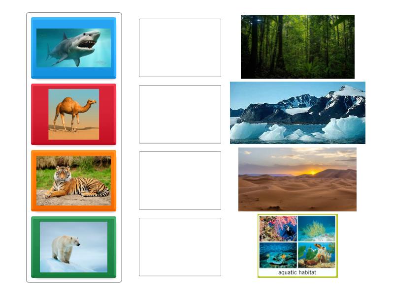 ANIMALS AND HABITAT - Match up