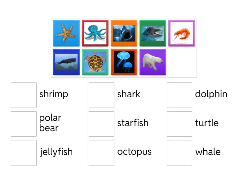 Sea animals - Match up