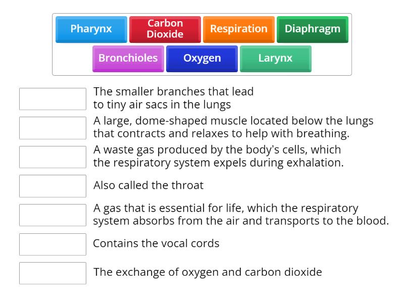 Respiratory System Match - Match up