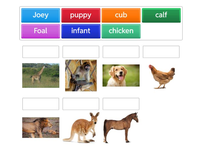 Food chain Matching Game - Match up