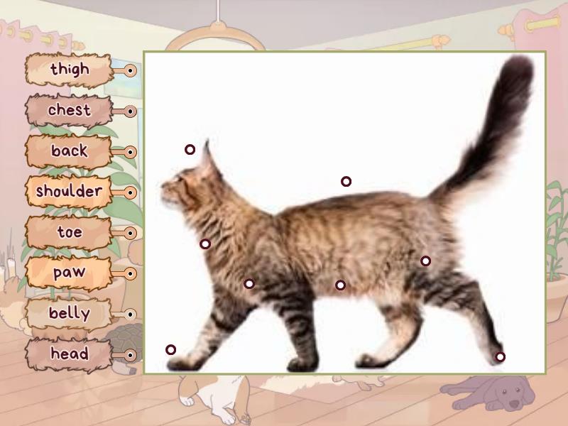 cat body parts - Labelled diagram