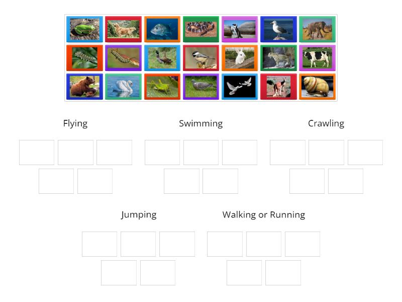 Animals Locomotion - Group sort