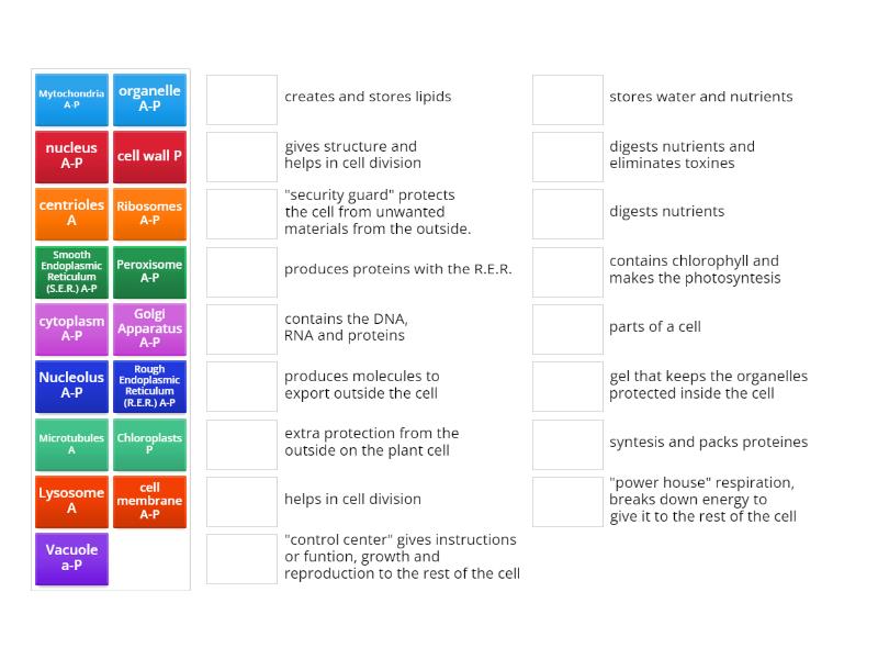cell organelles review - Match up