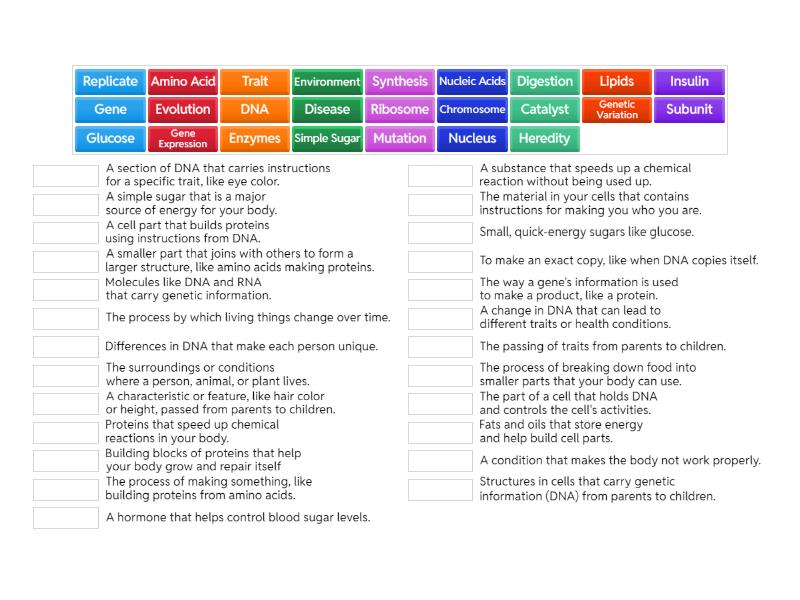 Evolution of Sick Humans Vocabulary Review - Match up