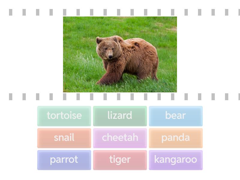 3A animals - Find the match