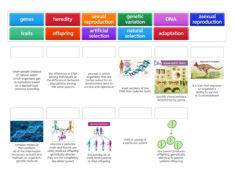 7th Grade Diversity - Match up