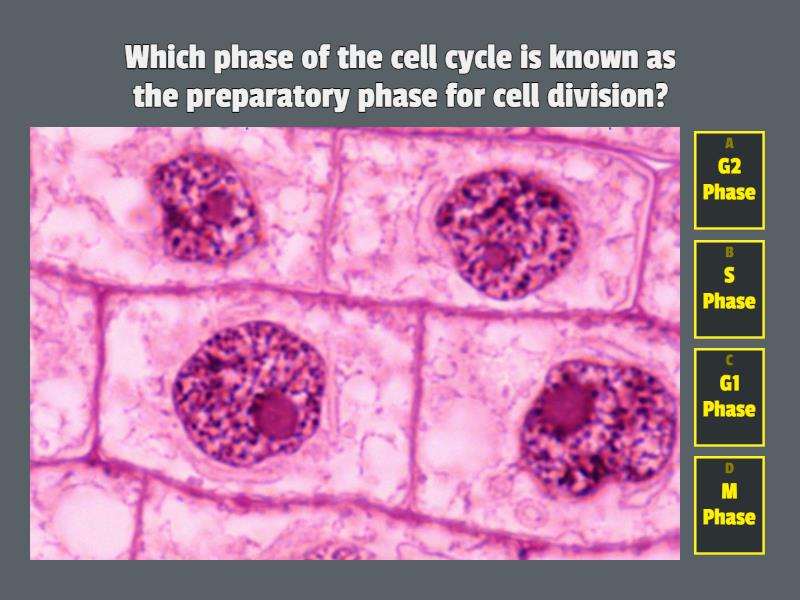 Cell Cycle - Quiz