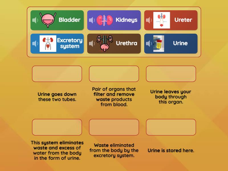 Excretory system - Bronze - Match up