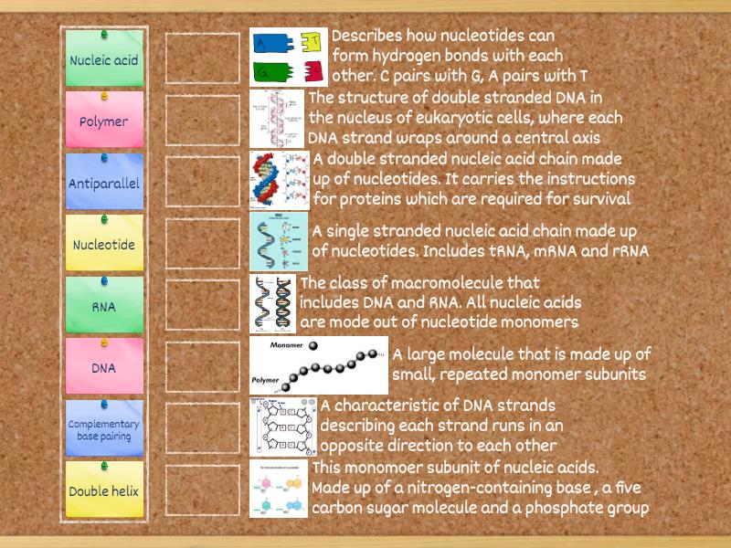Section 2B - Nucleic acids and proteins - Match up