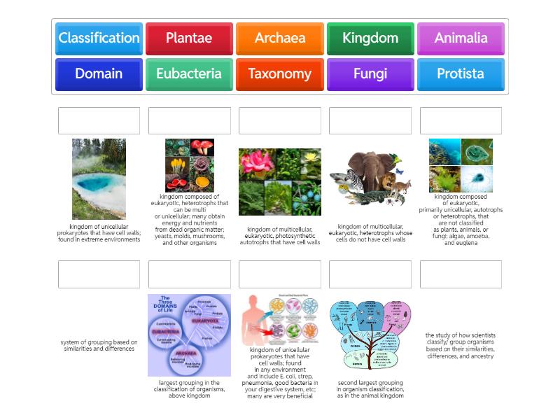 7th Grade Classification - Match up