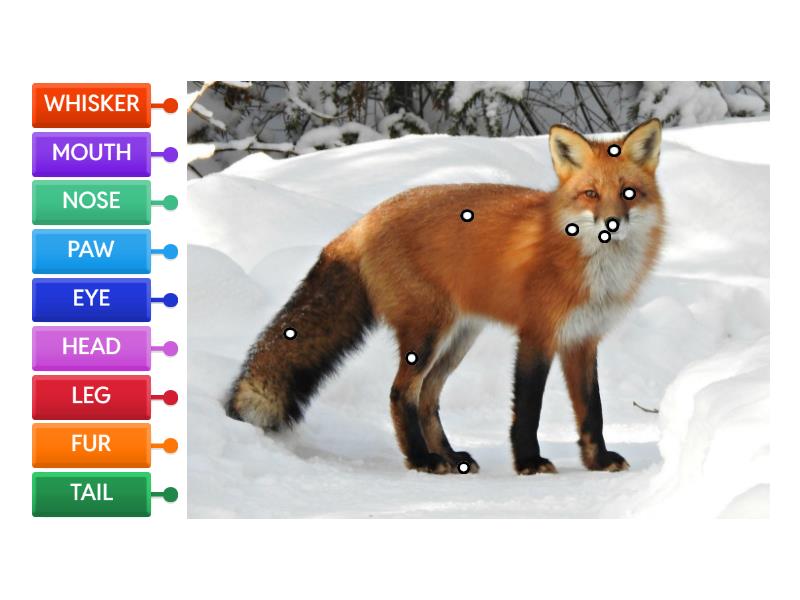 FOX BODY PARTS - Labelled diagram