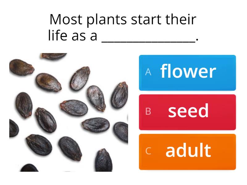 3rd Grade- Plant life cycle - Quiz