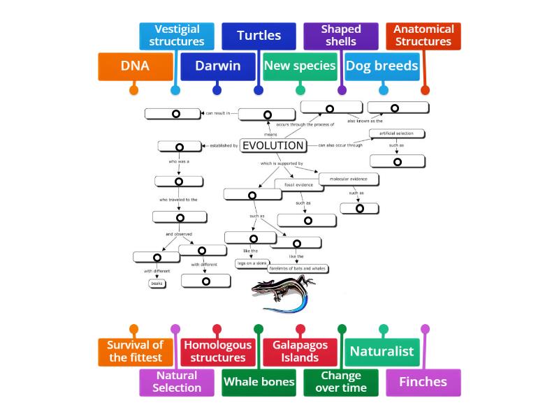 Evolution Concept Map - Labelled diagram