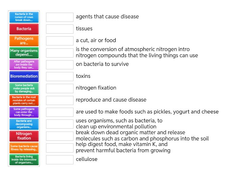 Beneficial and harmful bacteria - Match up