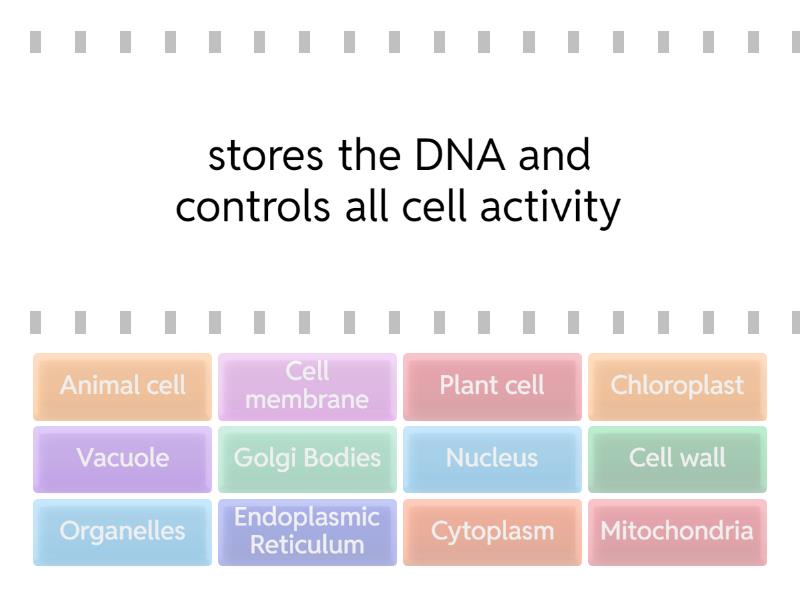 Cell Organelle Matching Game - Find the match